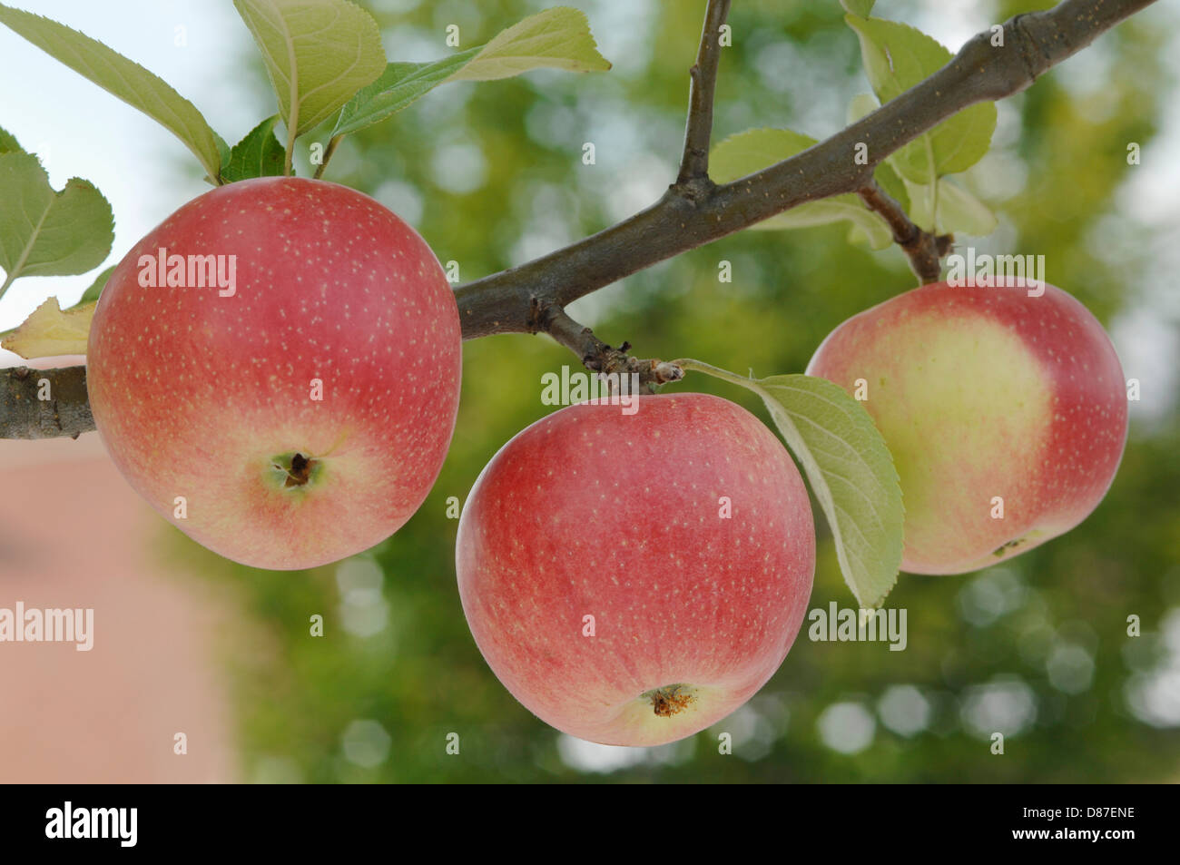Germany, Bavaria, Apples growing on tree Stock Photo - Alamy