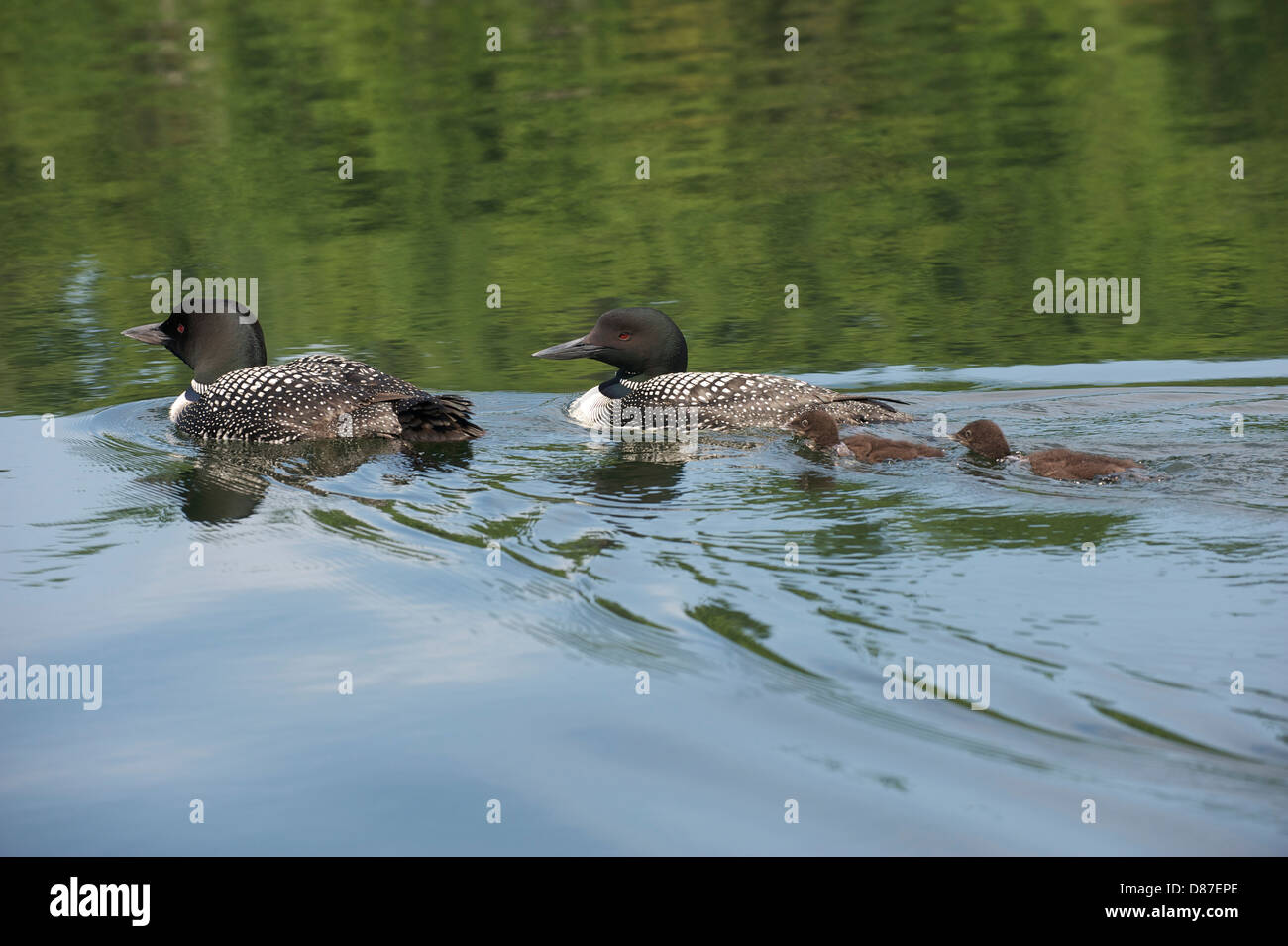 Baby loons hi-res stock photography and images - Alamy