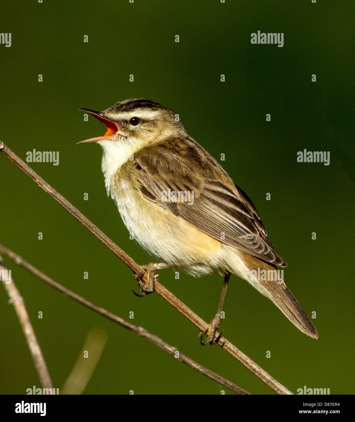 Sedge Warbler (Acrocephalus schoenobaenus Stock Photo - Alamy