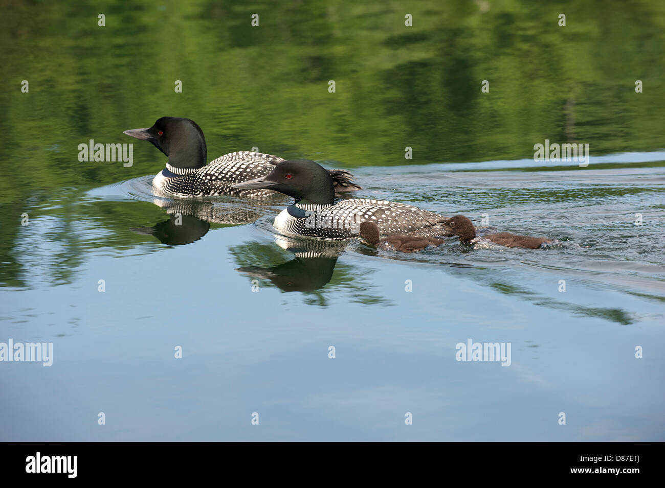 Baby loons hi-res stock photography and images - Alamy