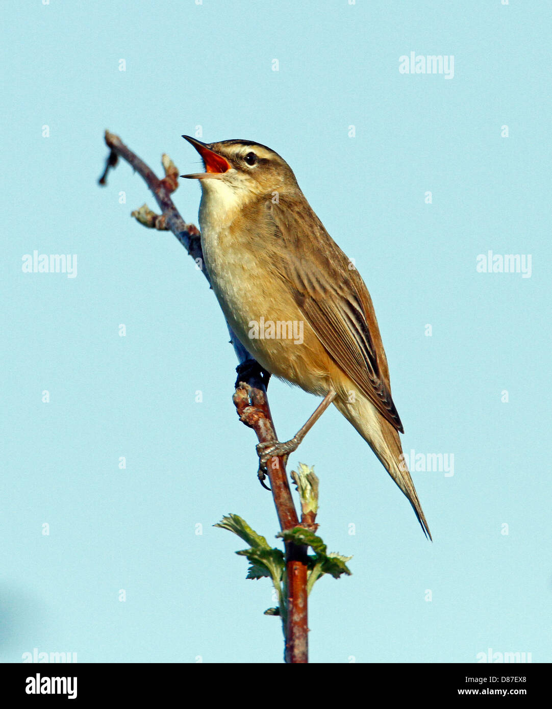 Sedge Warbler (Acrocephalus schoenobaenus Stock Photo - Alamy