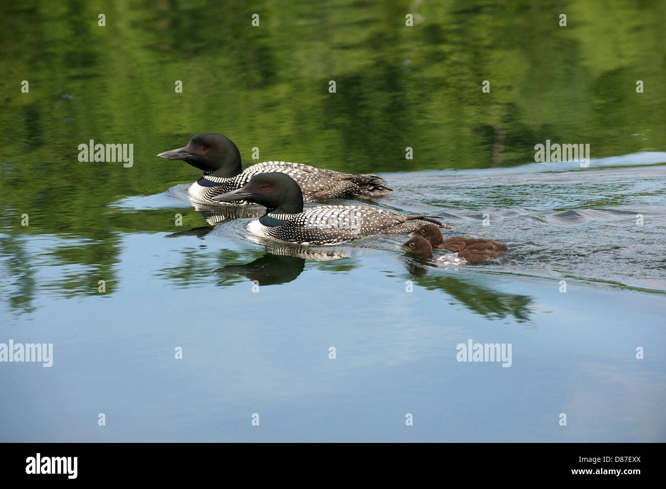 Loons with their young babies Stock Photo - Alamy