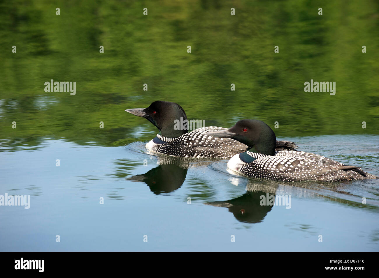 Loons with their young babies Stock Photo - Alamy