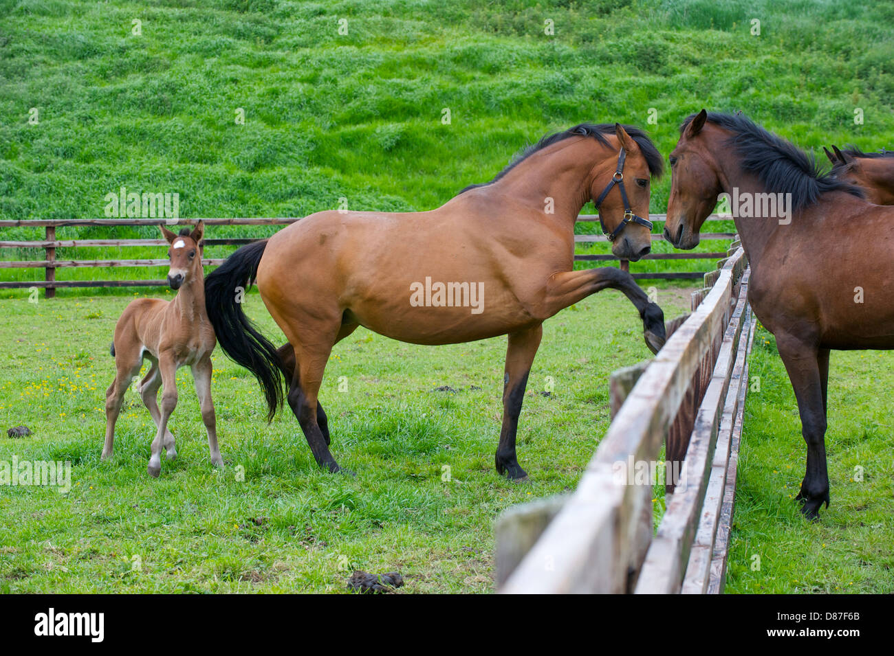 Thoroughbred mare and foal hi-res stock photography and images - Alamy