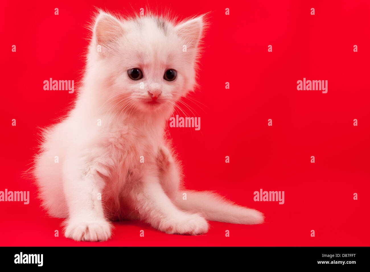 White domestic cat laying down on a red background Stock Photo - Alamy