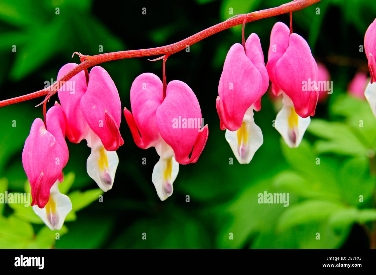 Bleeding Heart Flowers, lamprocapnos spectabilis. (formerly Dicentra ...