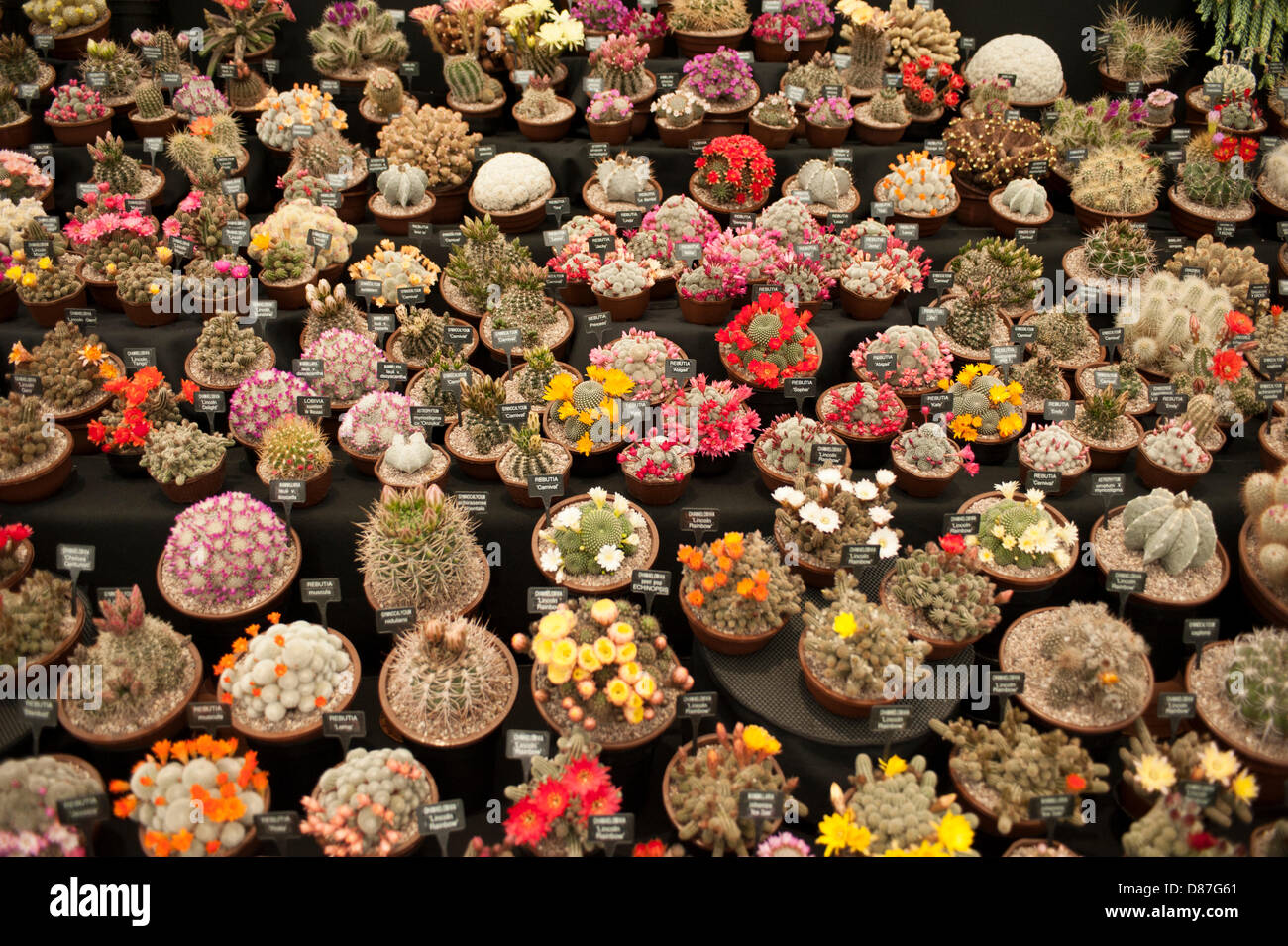 20.5.2013, London, UK. Large display of flowering cacti on display in ...