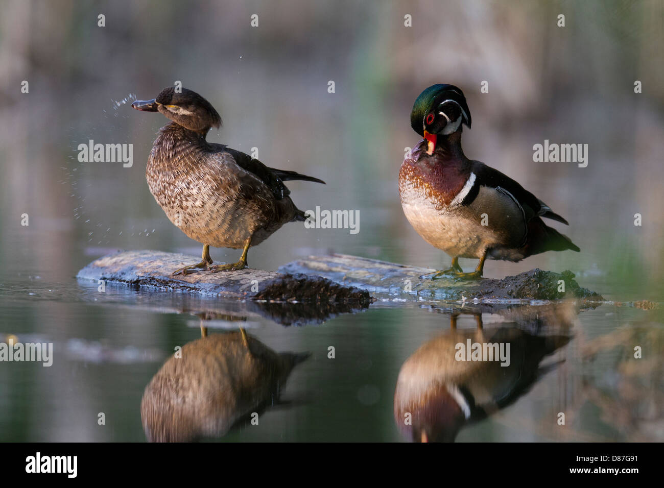 Two standing ducks hi-res stock photography and images - Alamy