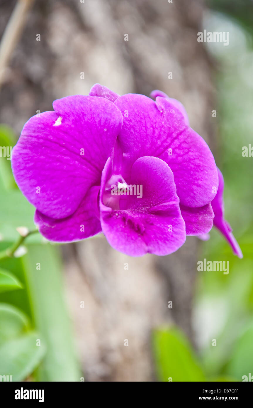 violet orchid flower in the garden Stock Photo - Alamy