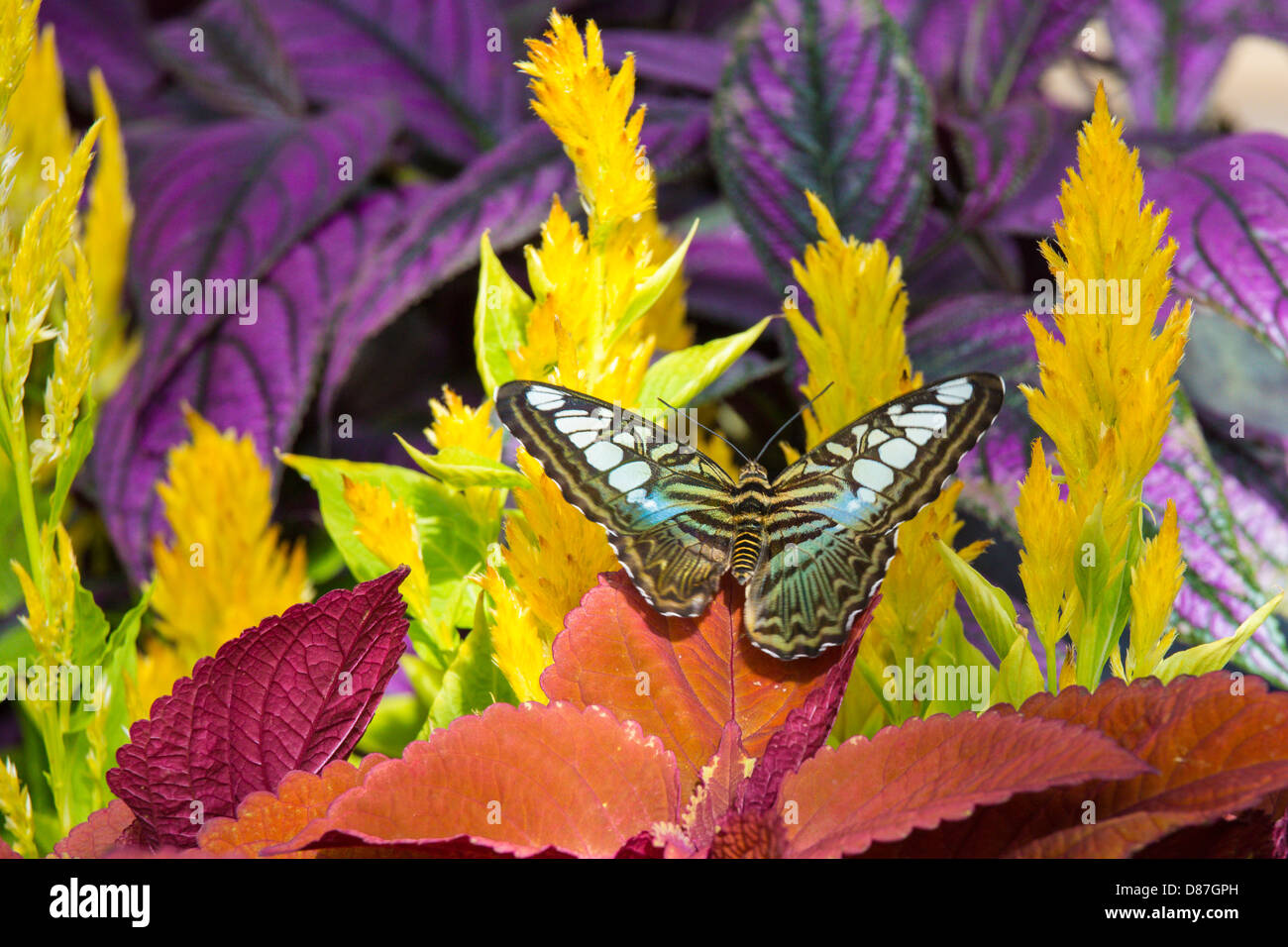 Butterfly from Morocco at the Krohn Conservatory Butterflies of Morocco ...