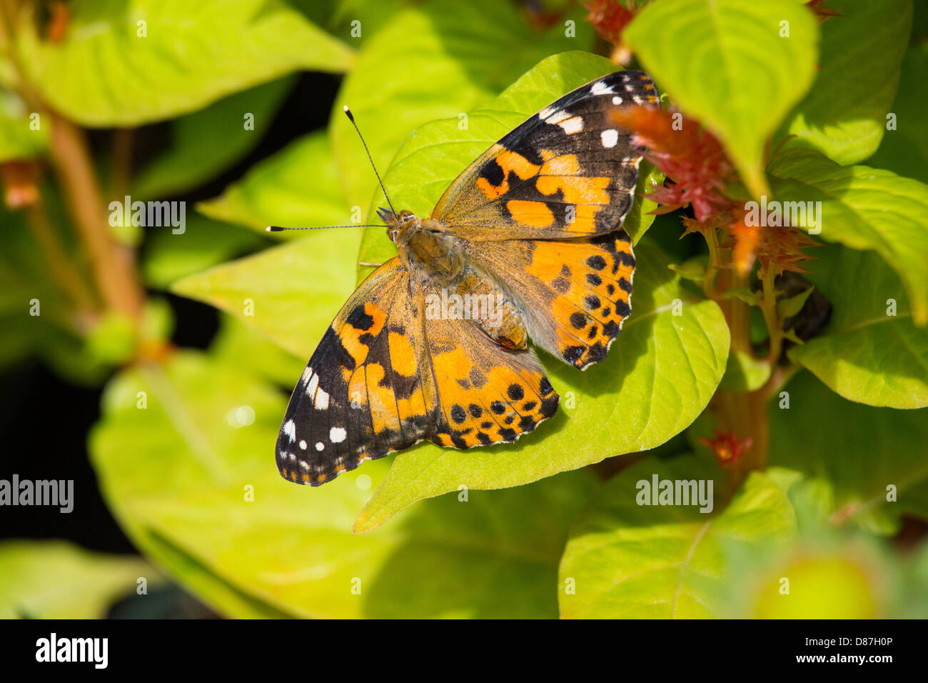 Butterfly from Morocco at the Krohn Conservatory Butterflies of Morocco ...