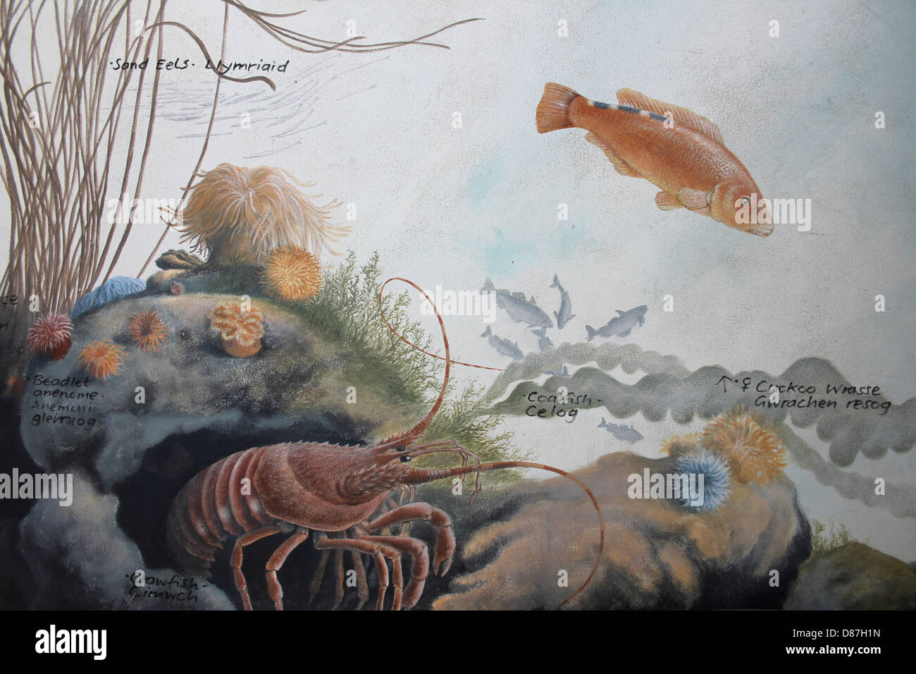 Painting Depicting Marine Life In The Irish Sea Stock Photo - Alamy