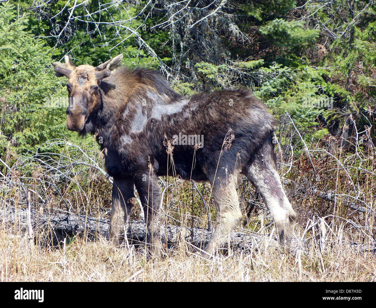 Young Western Bull Moose Algonquin Provincial Park Ontario Canada With ...