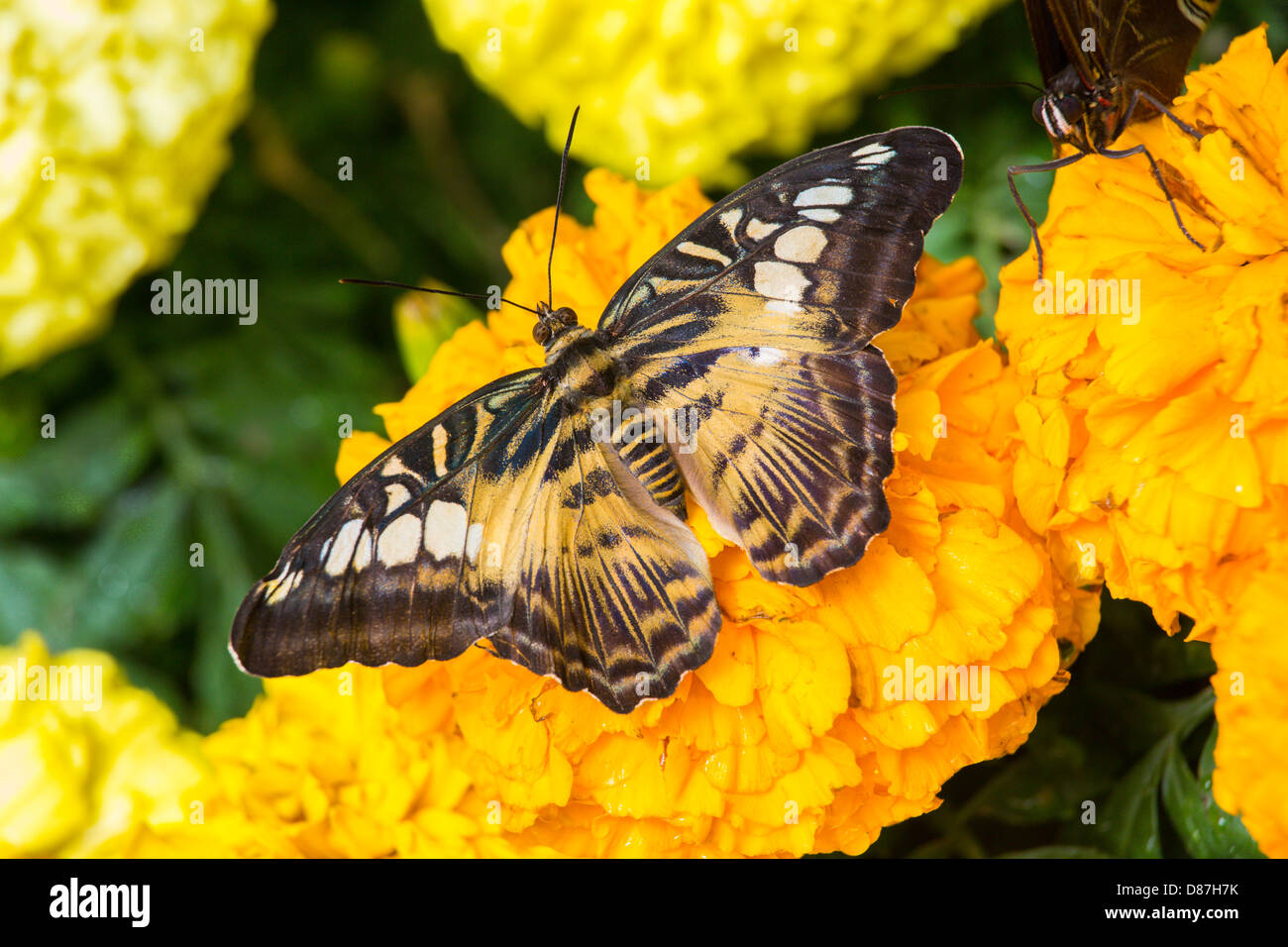 Butterfly from Morocco at the Krohn Conservatory Butterflies of Morocco ...