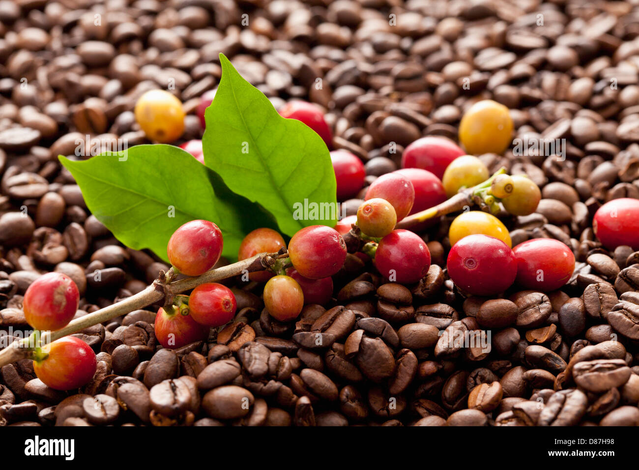 Bean on twig fresh roasted coffee beans hi-res stock photography and ...