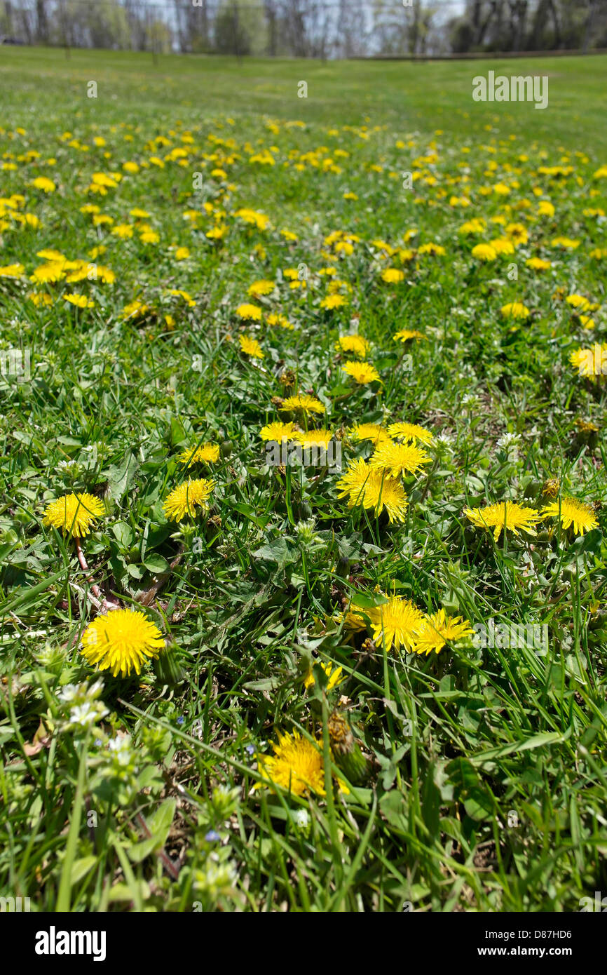 Field of pretty yellow common dandelions ((Taraxacum officinale) on a ...