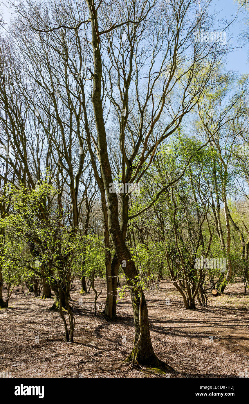 A small copse in early spring Stock Photo - Alamy