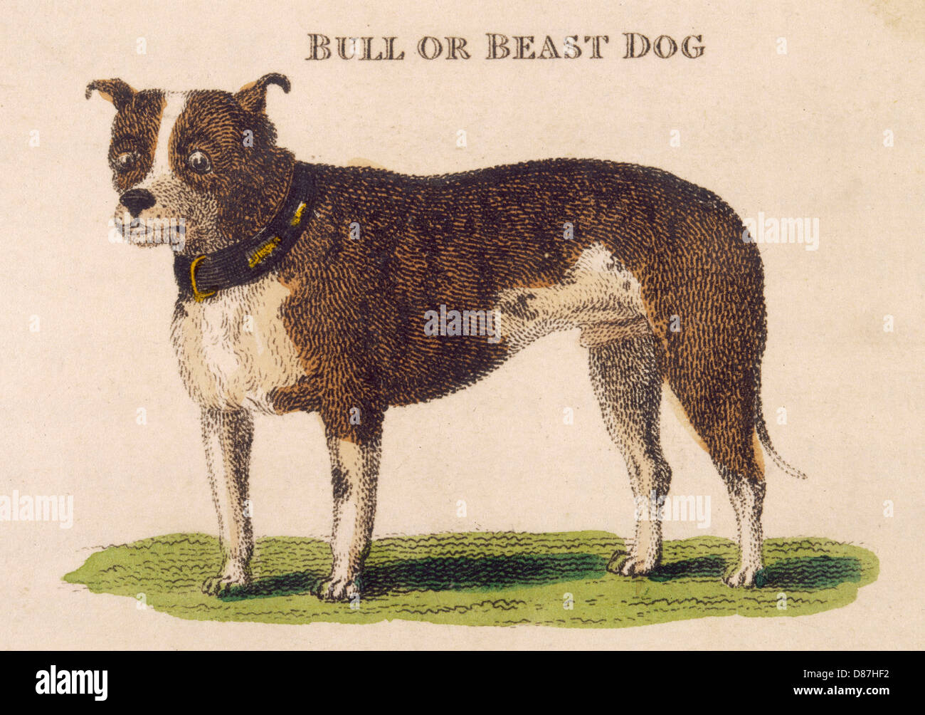 Early Type Bull Dogs Stock Photo - Alamy