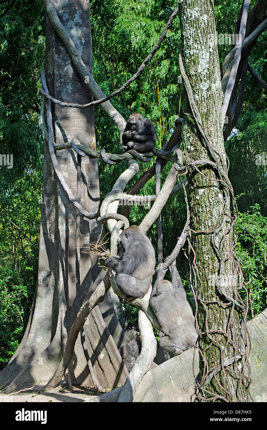 Gorillas sitting in the sun on an October day in Bronx Zoo's 'Congo ...