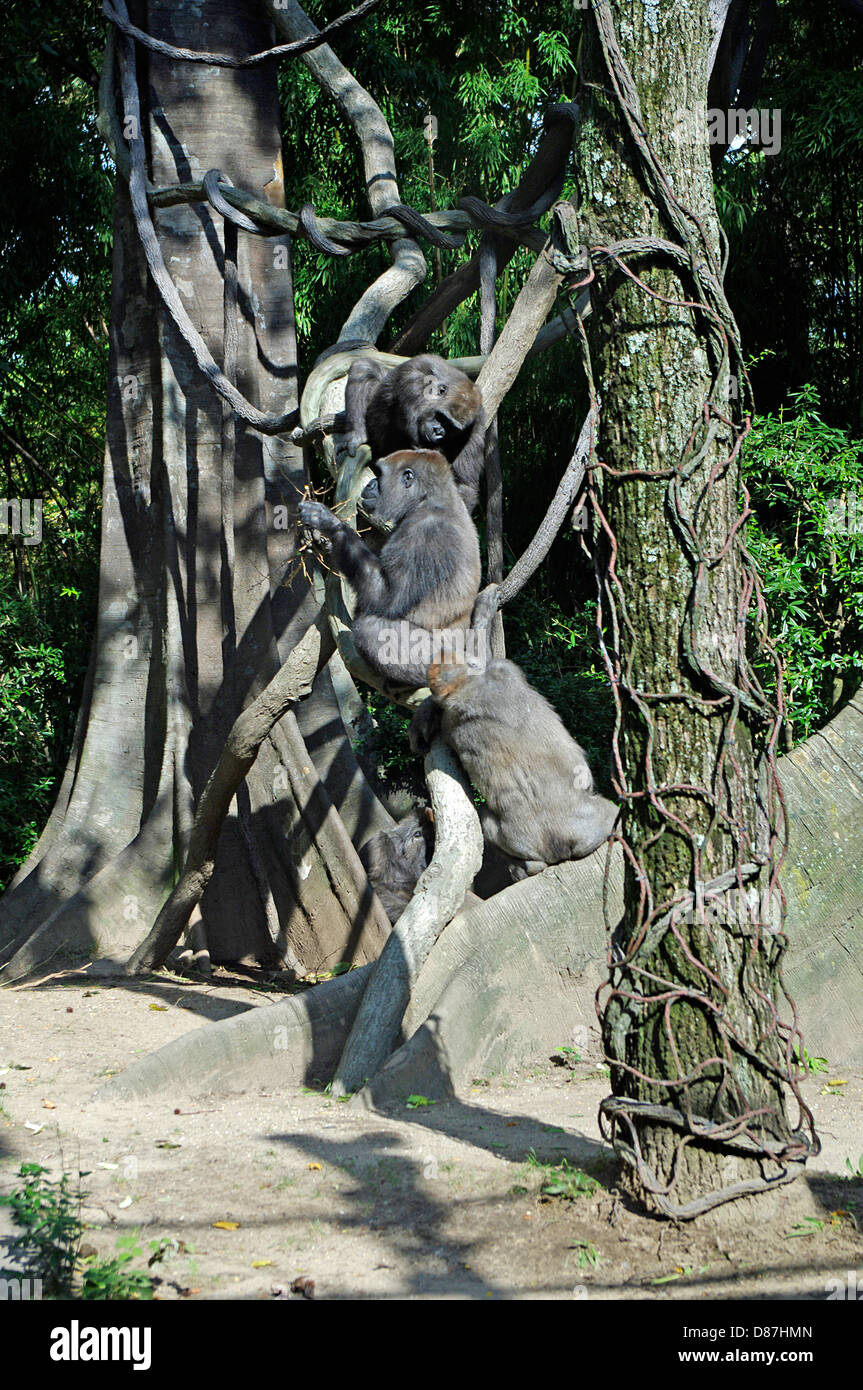 Gorillas sitting in the sun on an October day in Bronx Zoo's 'Congo ...