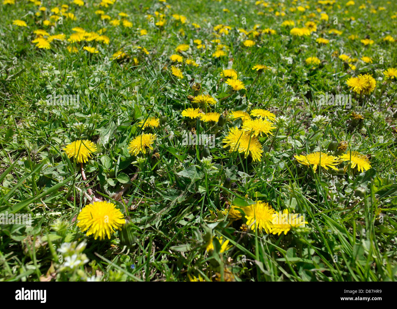 Field of pretty yellow common dandelions ((Taraxacum officinale) on a ...