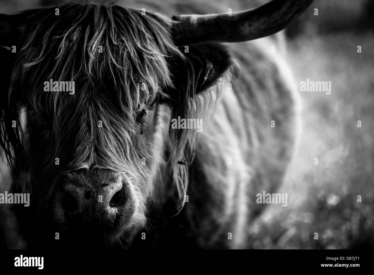 Large bull and small fly Stock Photo - Alamy