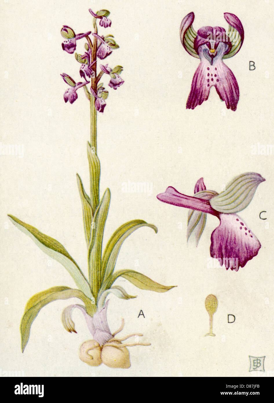Orchis species hi-res stock photography and images - Alamy