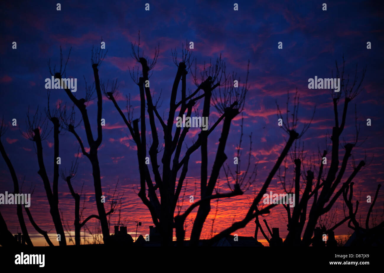 Stunning London sunset sky with the outline of a tree in the foreground ...