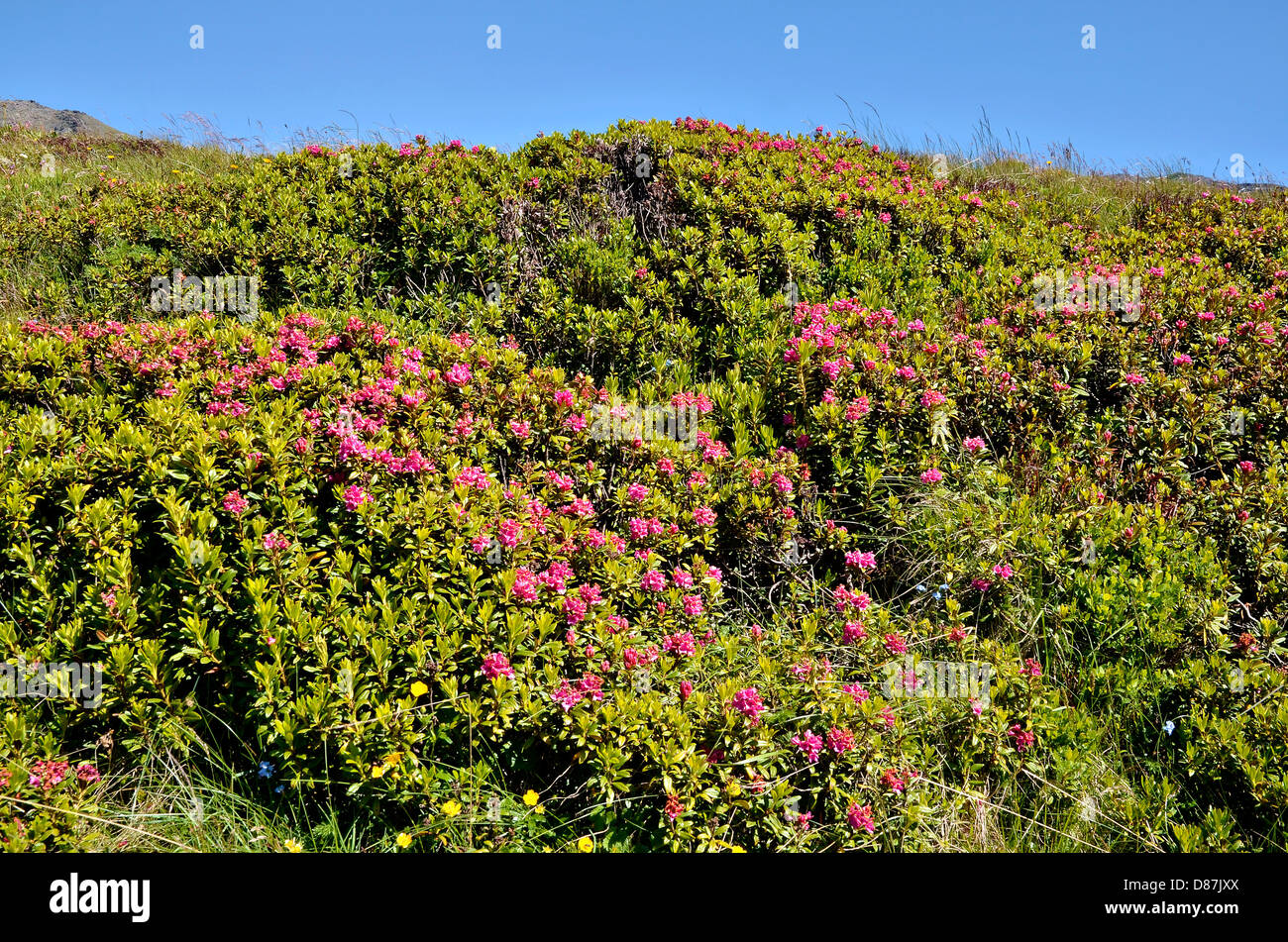 Alpenrose flower (Rhododendron ferrugineum) near from Col du Petit ...