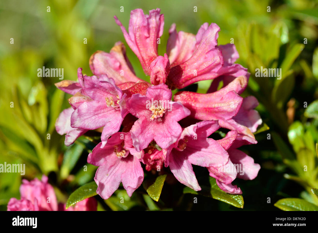 Closeup Alpenrose flower (Rhododendron ferrugineum) near from Col du ...