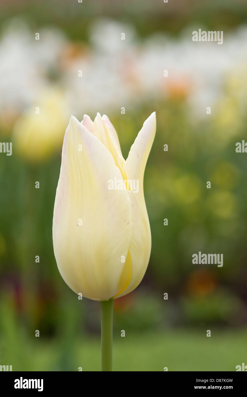 Single cream tulip with blurred background Stock Photo - Alamy