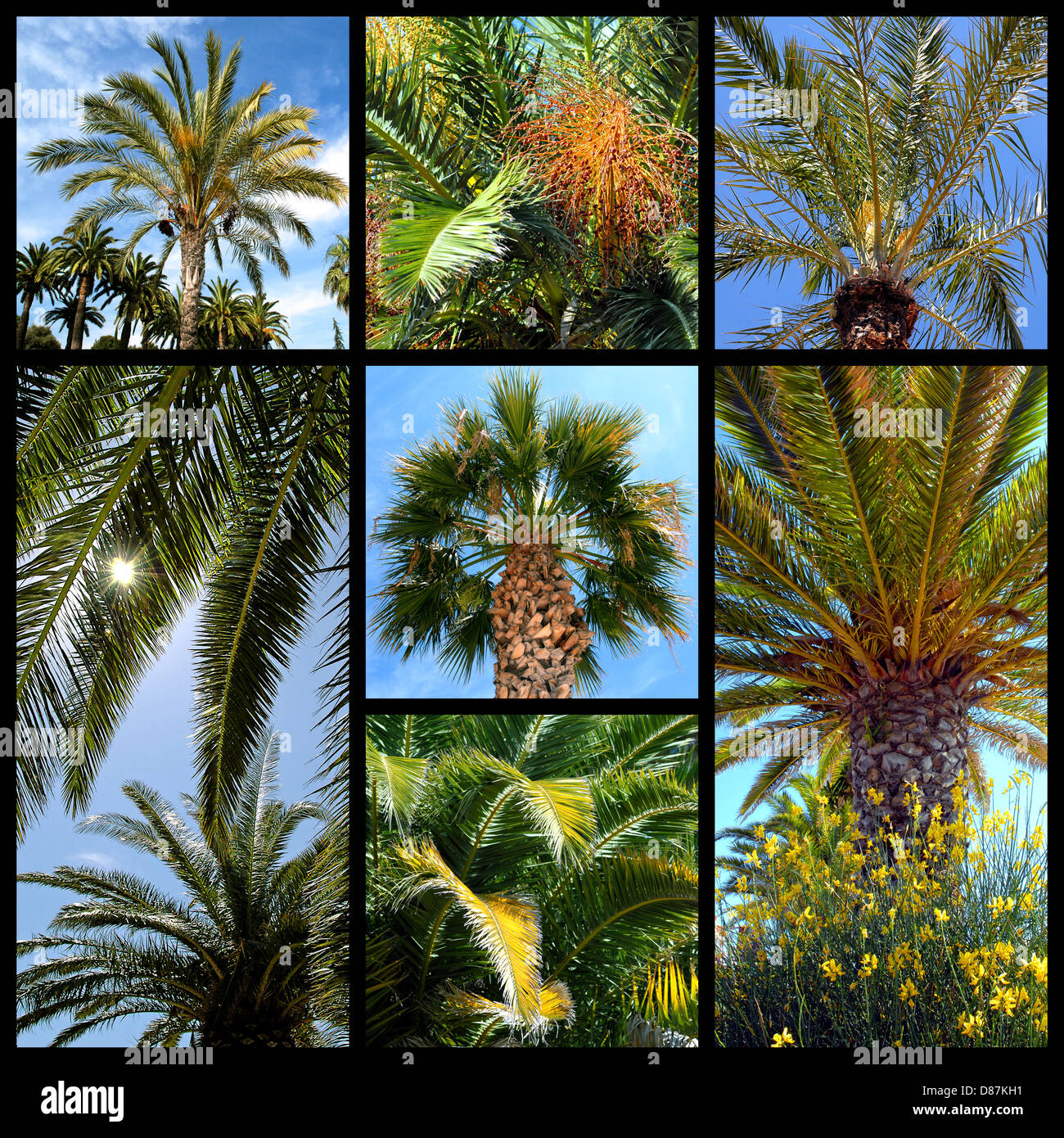 Seven photos mosaic of palm trees Stock Photo - Alamy