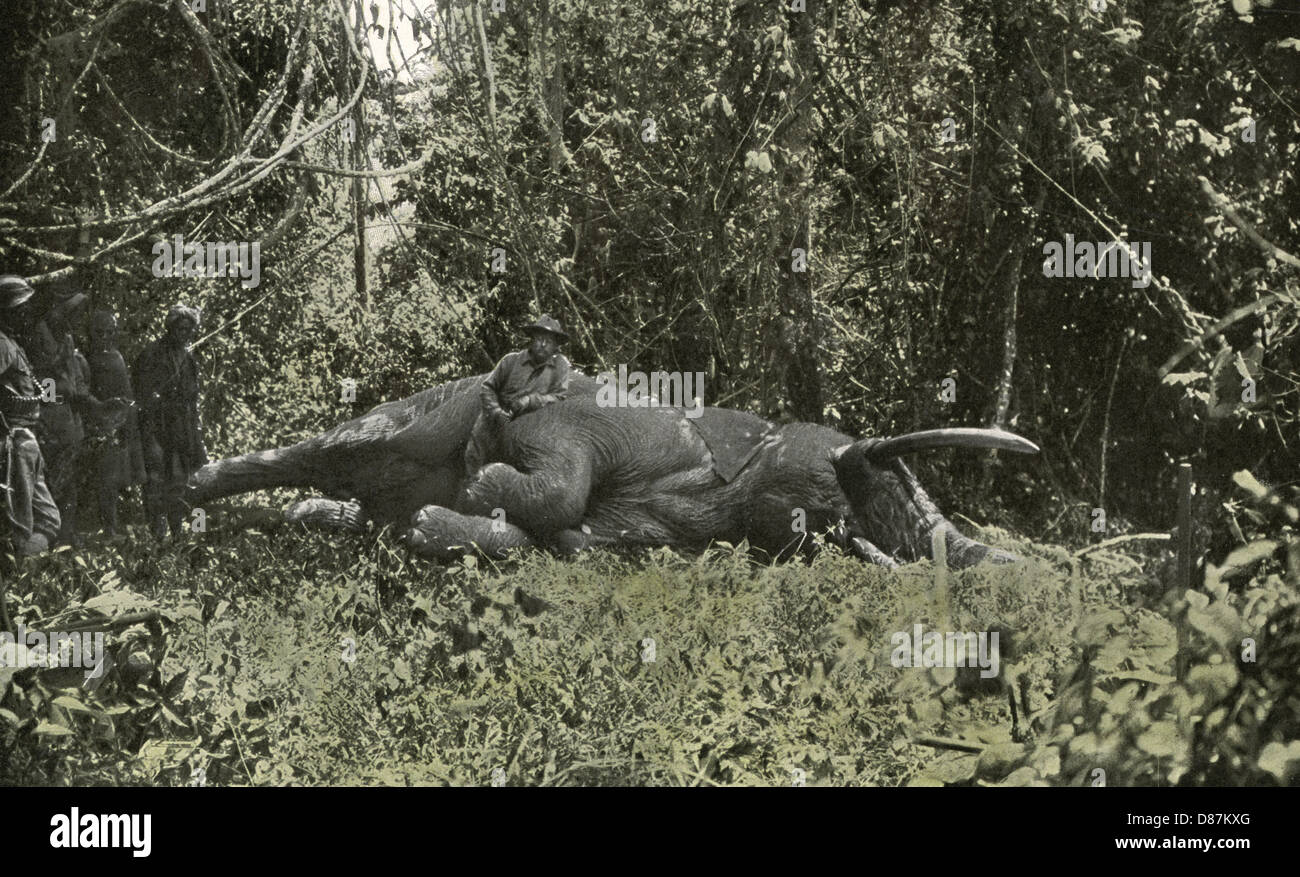 Theodore Roosevelt with dead elephant, 1910 Stock Photo - Alamy