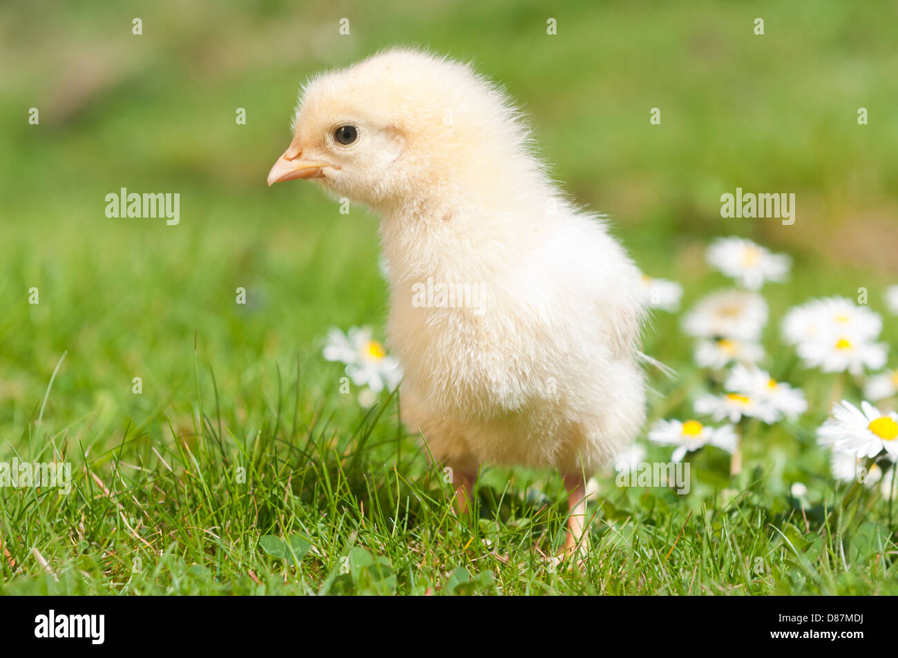Young chick exploring the grass Stock Photo - Alamy