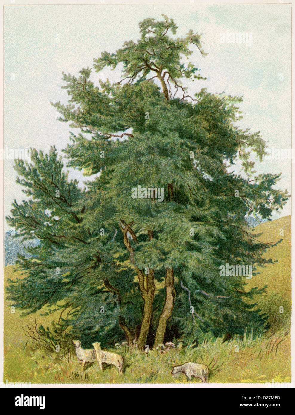 Lamb and tree hi-res stock photography and images - Alamy