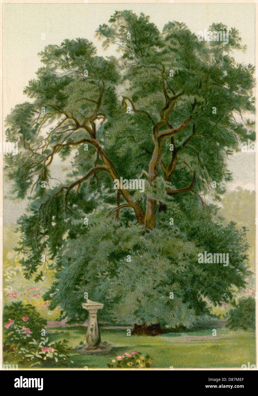 Oak chromo hi-res stock photography and images - Alamy