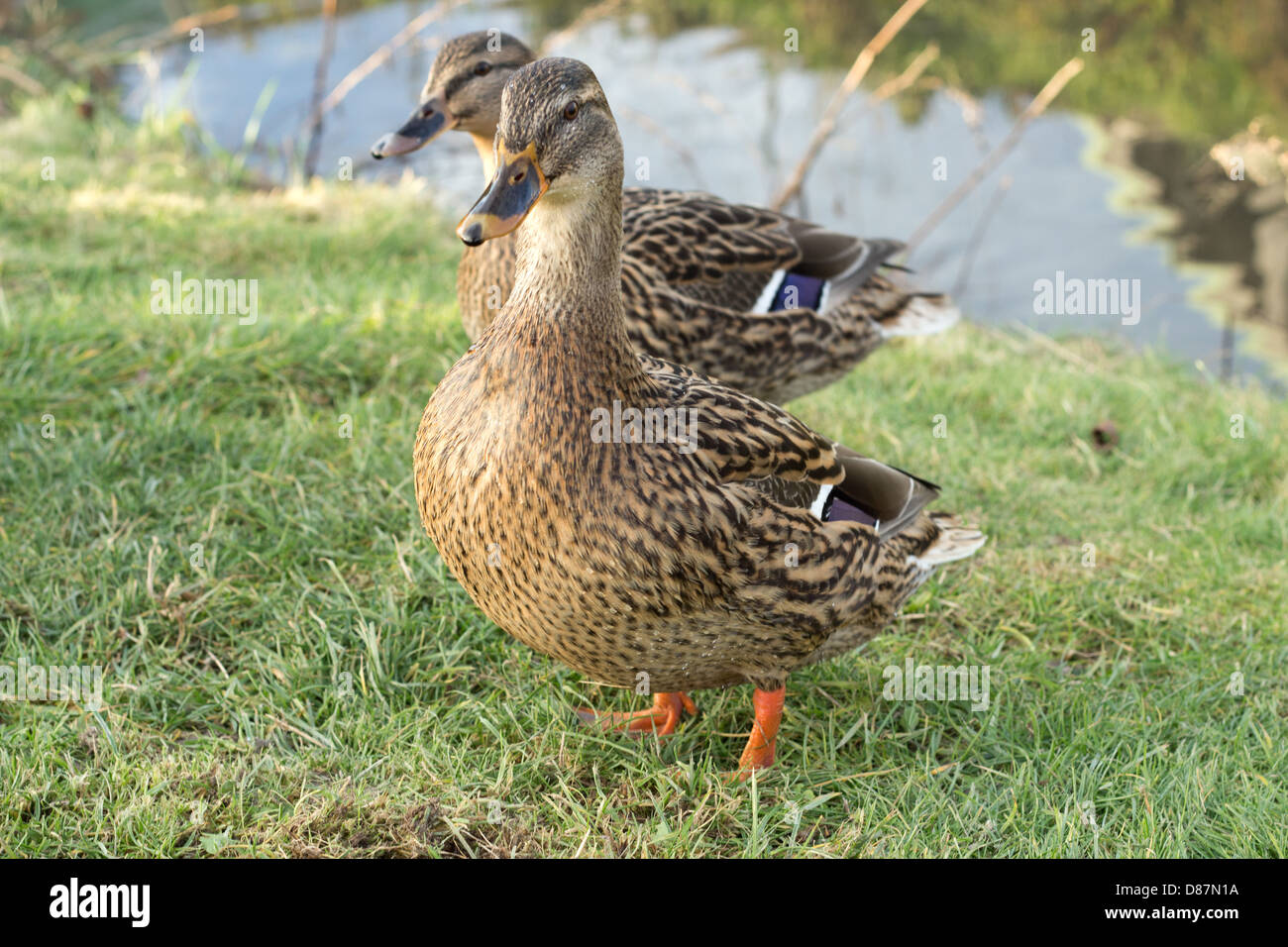 Wild ducks on lawn hi-res stock photography and images - Alamy