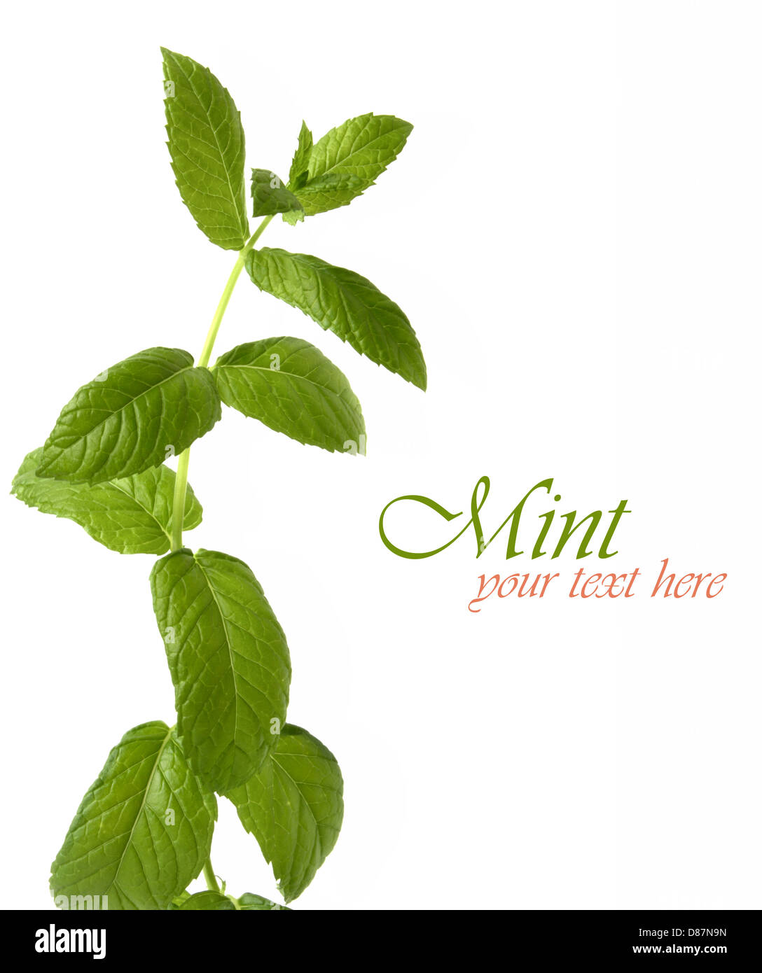 Isolated fresh mint branch Stock Photo - Alamy
