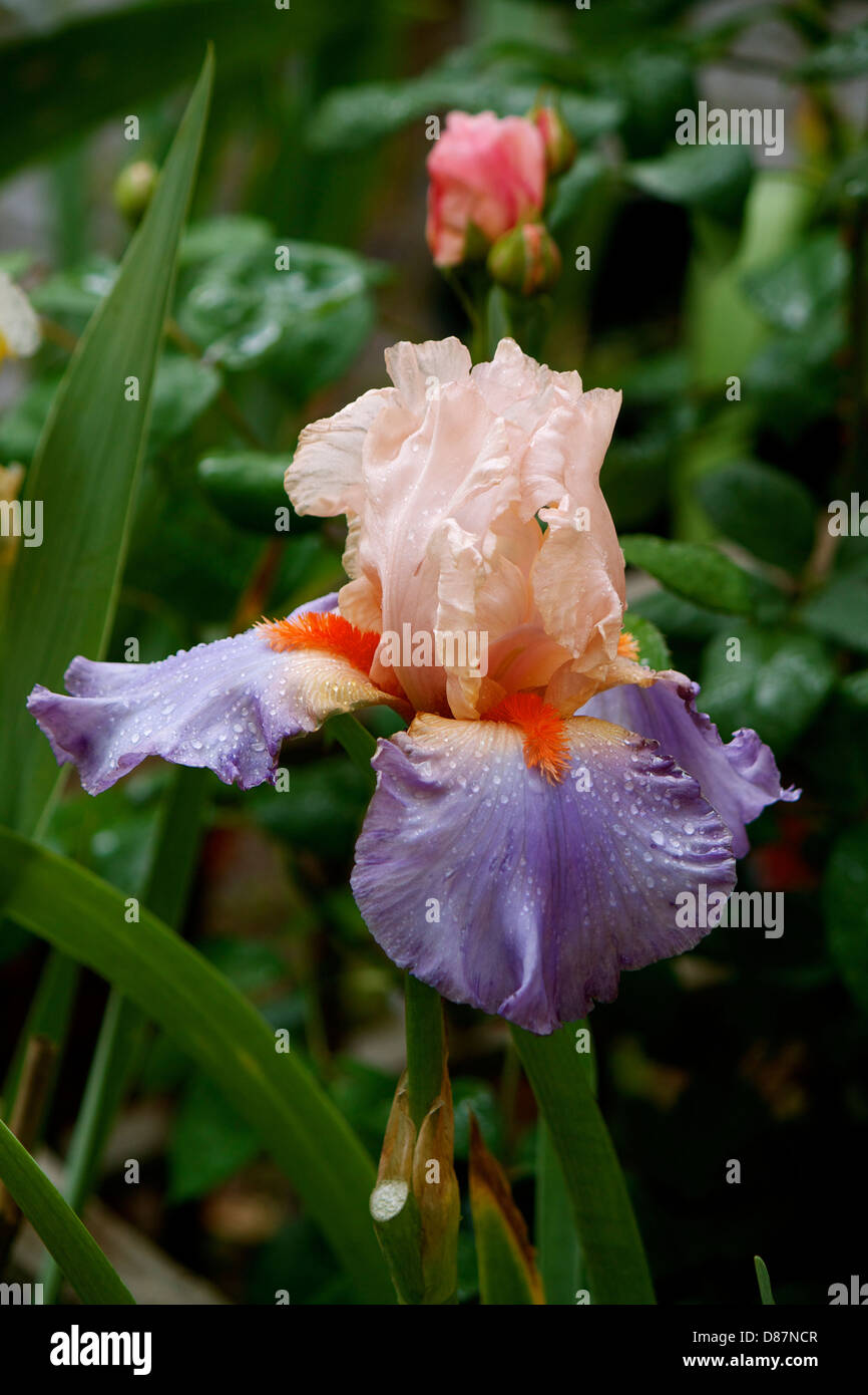 Wet Flower Lilac High Resolution Stock Photography and Images - Alamy