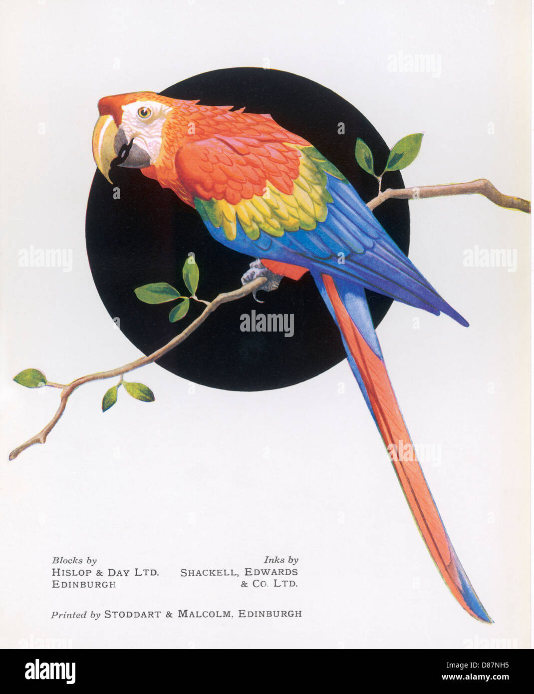 BRIGHT COLOURED PARROT Stock Photo - Alamy