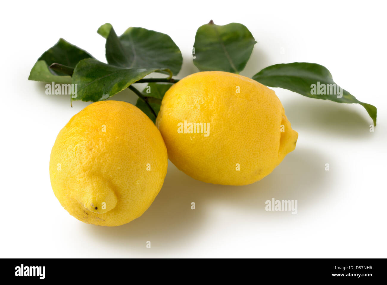 Two lemons isolated on white background Stock Photo - Alamy