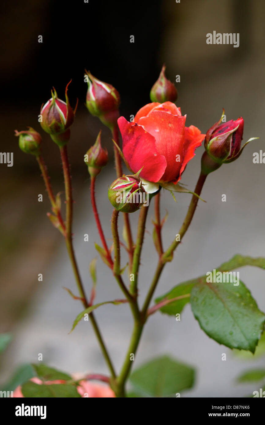 Open blossom hi-res stock photography and images - Alamy