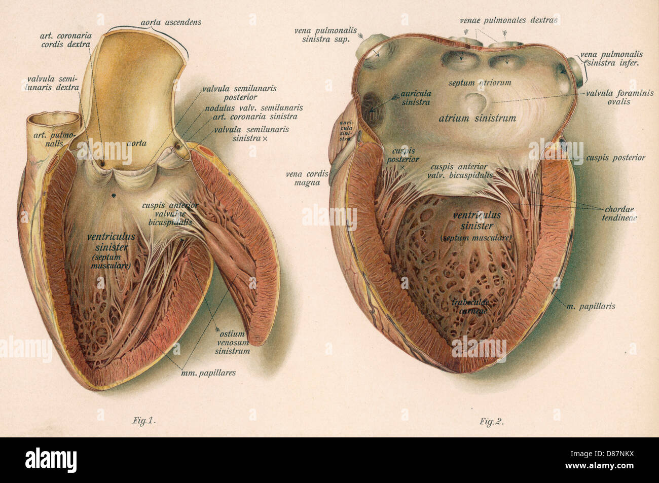 INSIDE THE HEART Stock Photo - Alamy