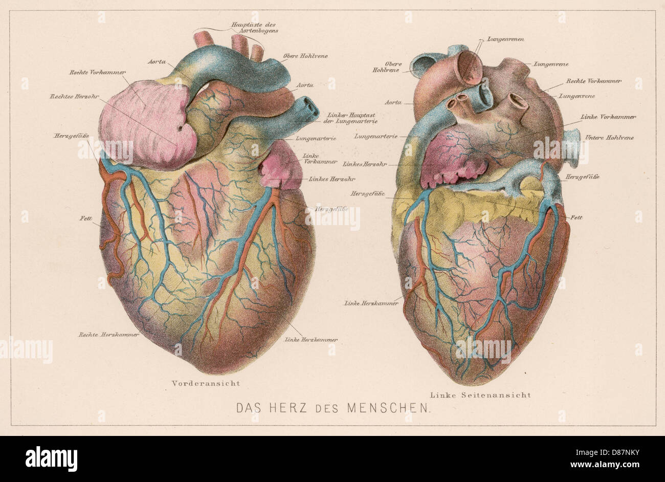 Heart to all parts hi-res stock photography and images - Alamy