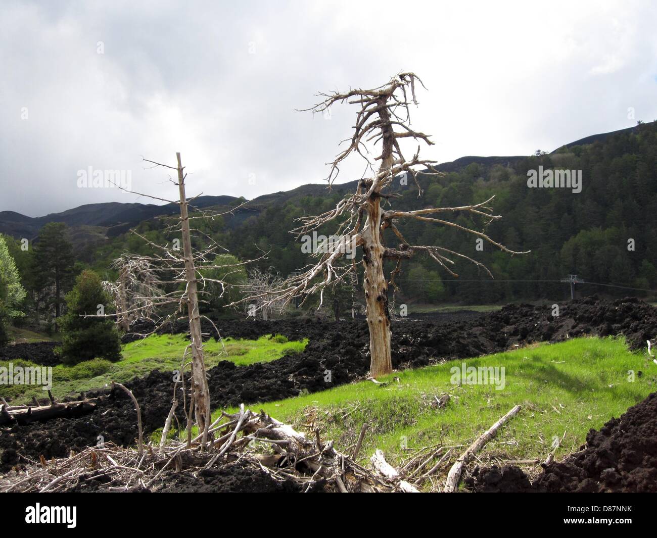 Dead trees stand in a lava field surrounded by green forest and grass ...