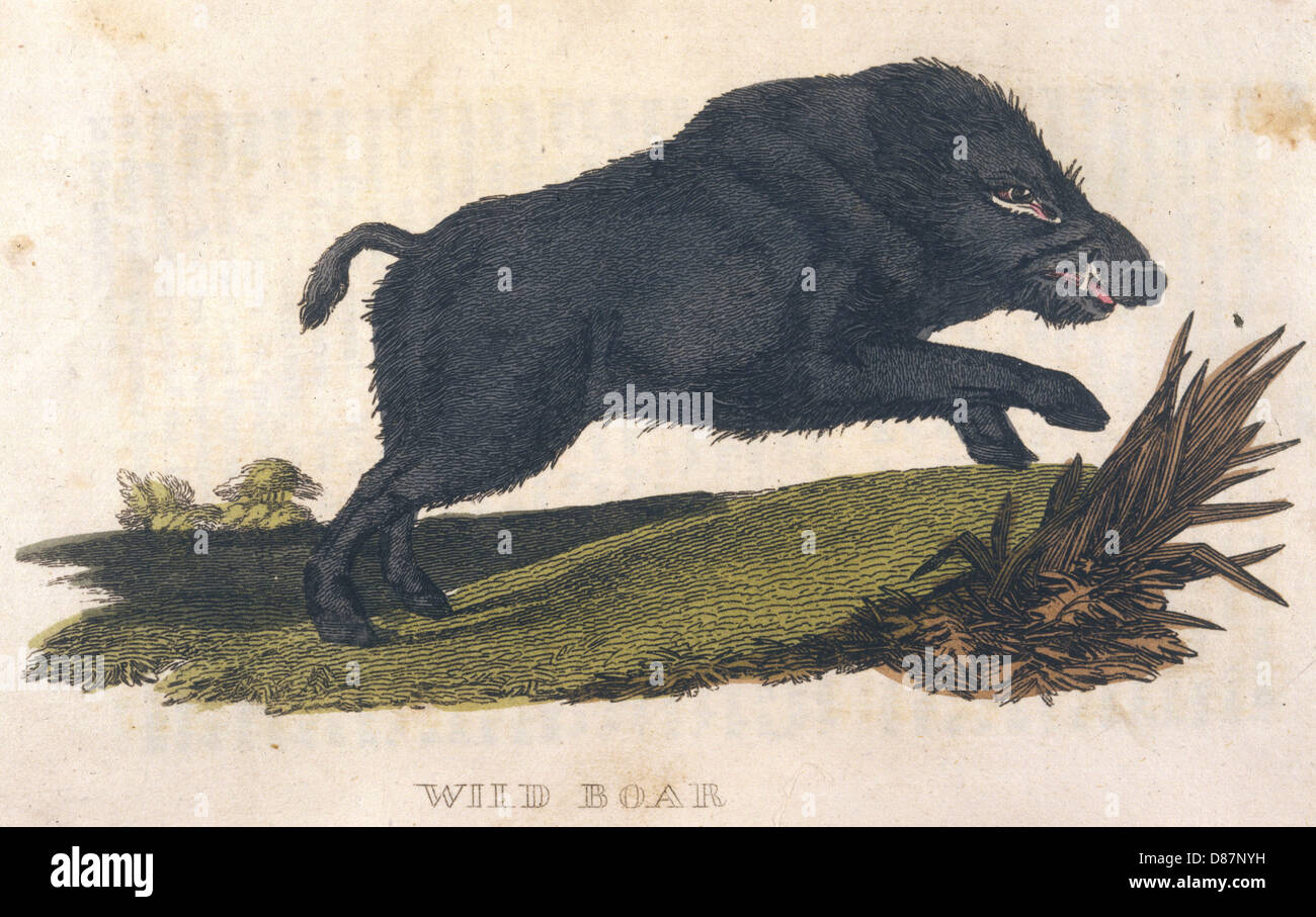 Wild Boar - 1814 Stock Photo - Alamy