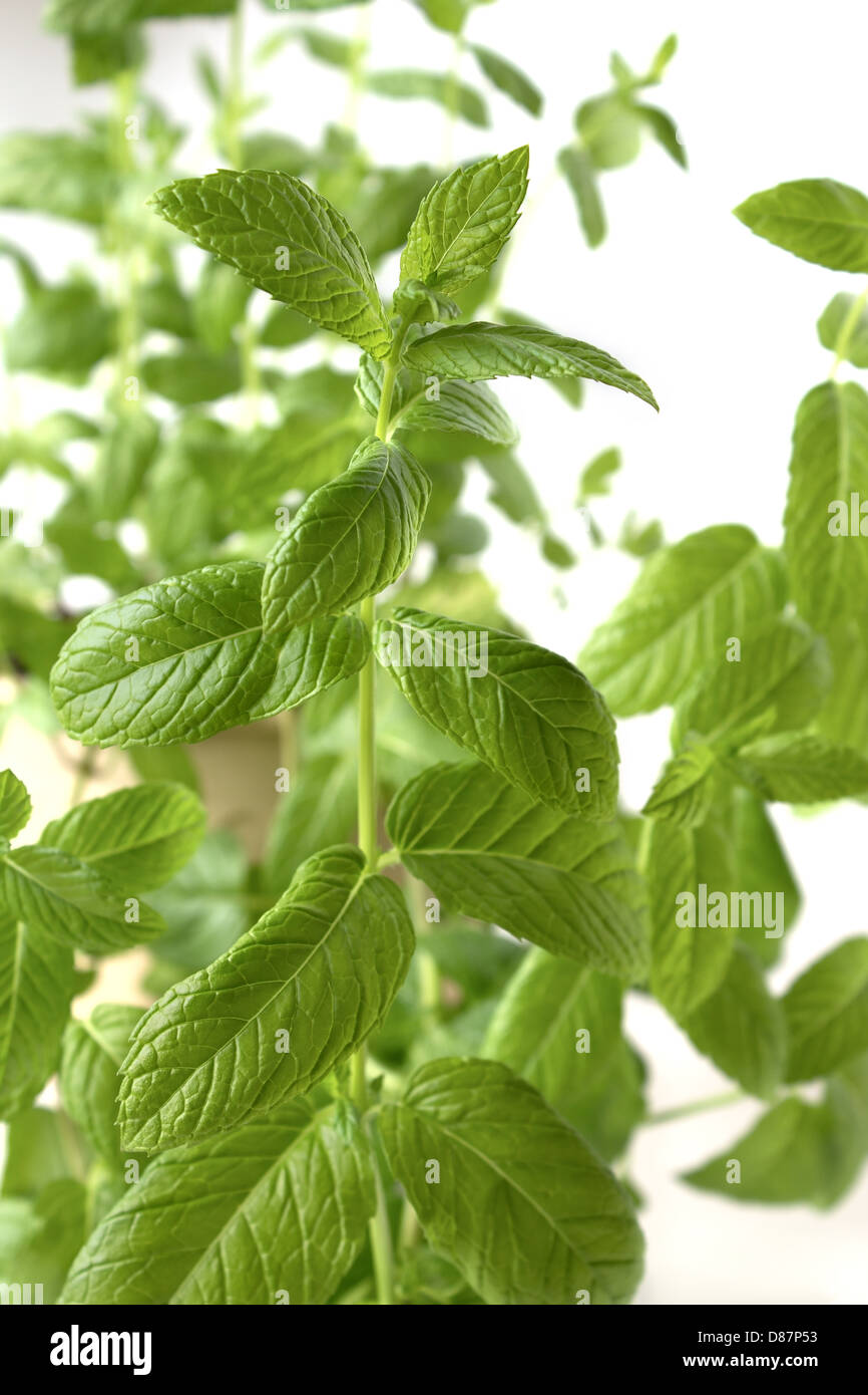 Mint branches hi-res stock photography and images - Alamy