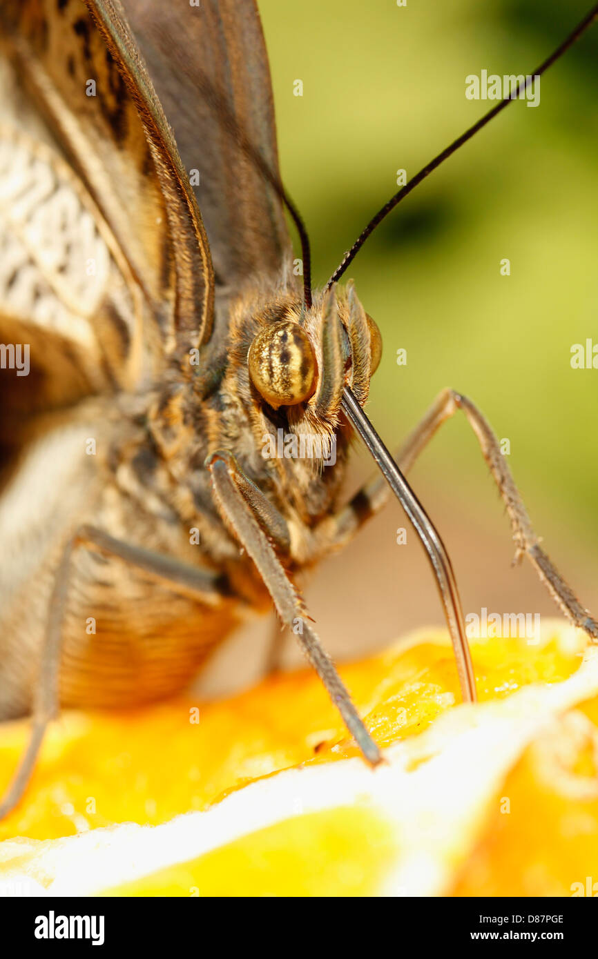 Owl butterfly Caligo atreus Stock Photo - Alamy