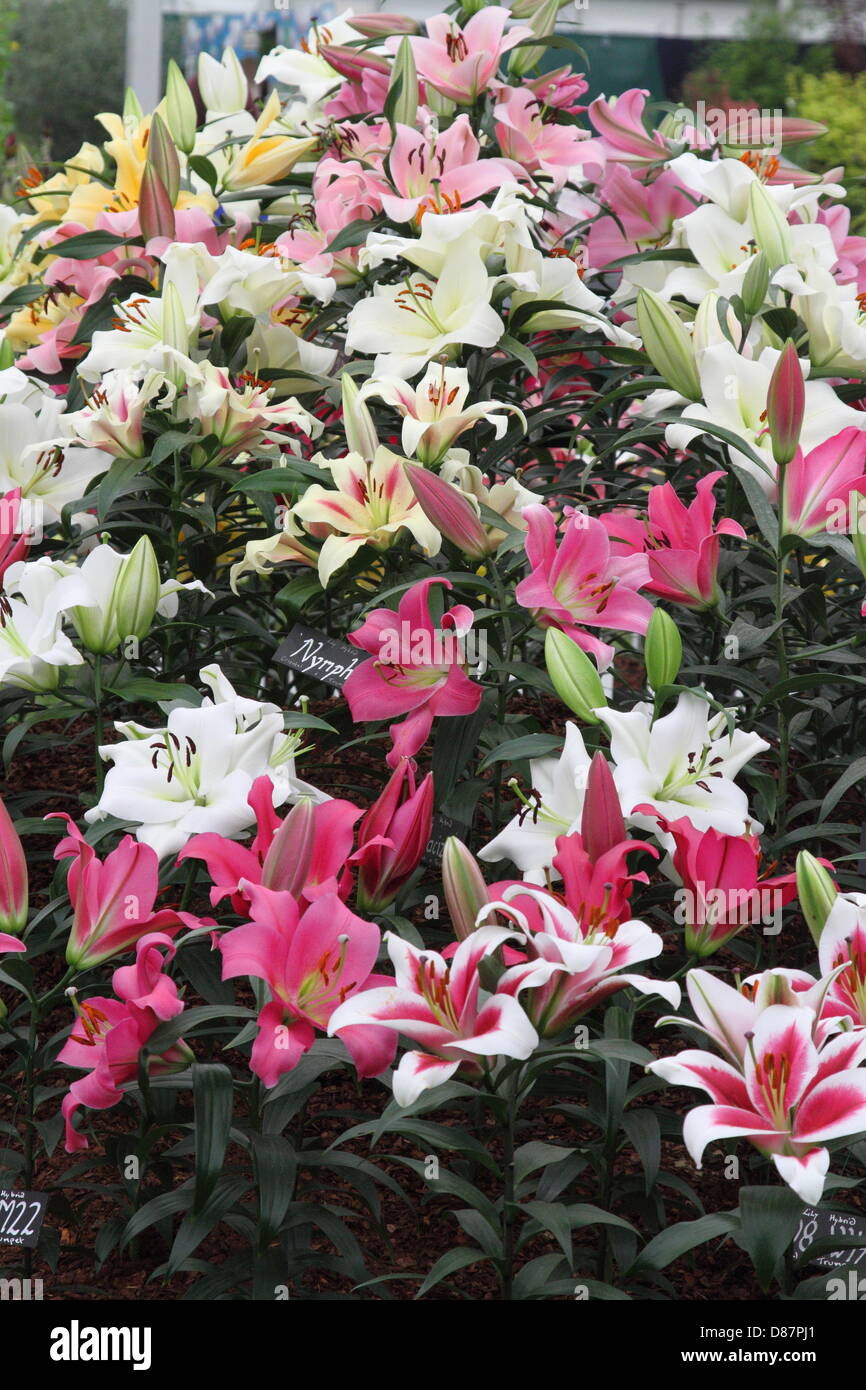 RHS Chelsea Flower Show Press and VIP Preview Day, Royal Hospital ...