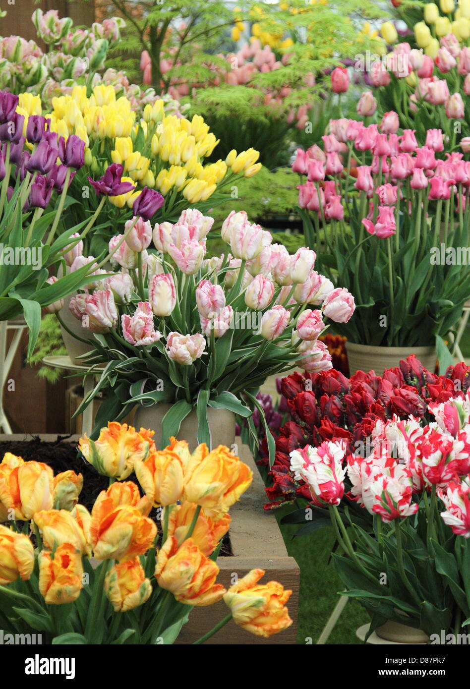 RHS Chelsea Flower Show Press and VIP Preview Day, Royal Hospital ...